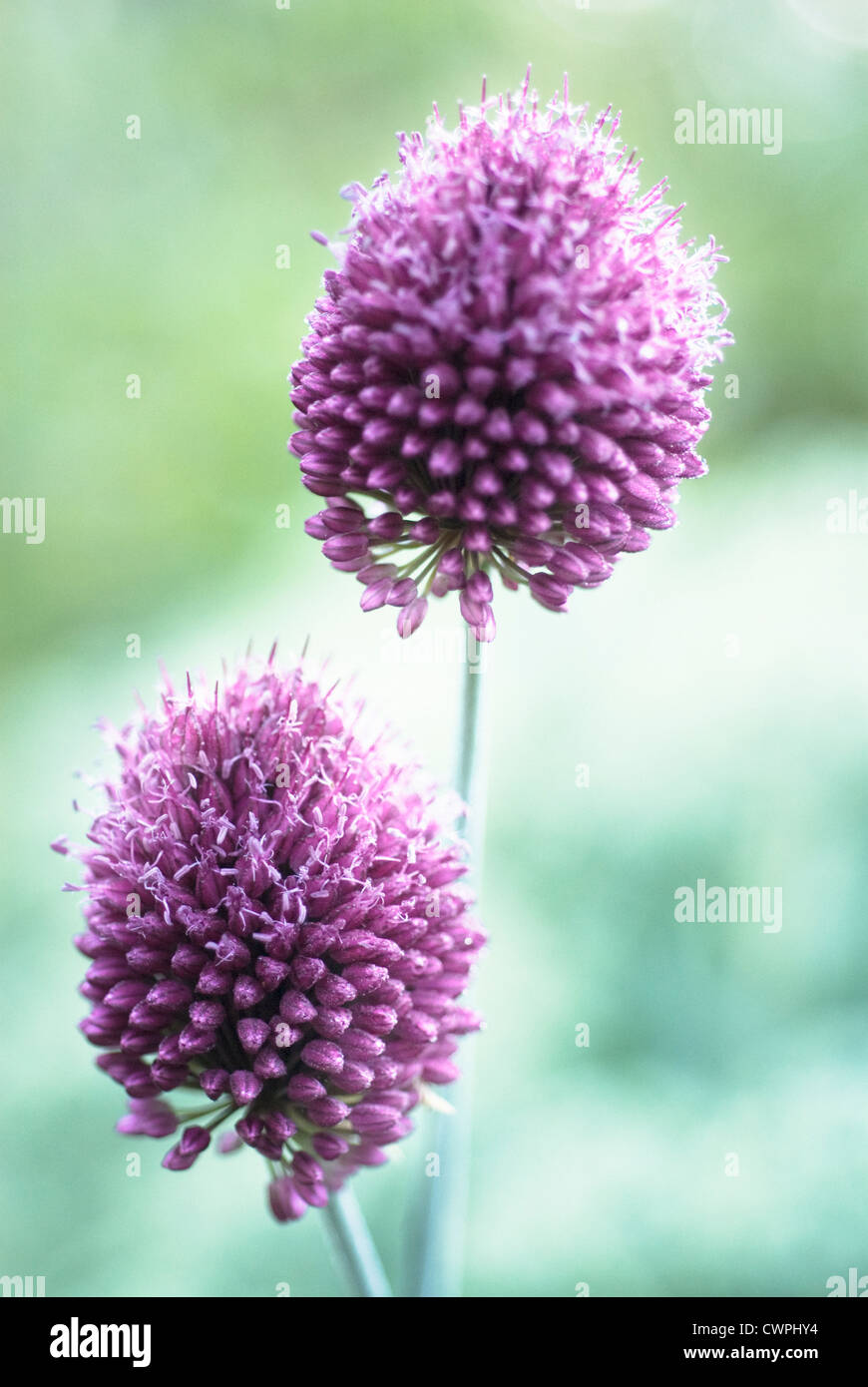 Allium sphaerocephalon, Allium Stock Photo - Alamy Allium sphaerocephalon, Allium Stock Photo - Alamy