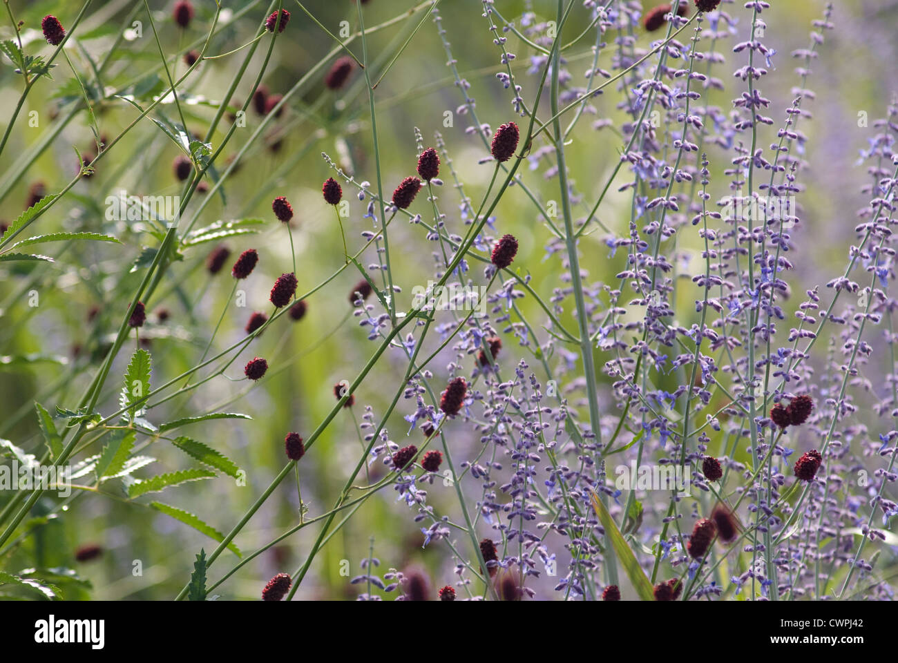 Many small russian blue hi-res stock photography and images - Alamy