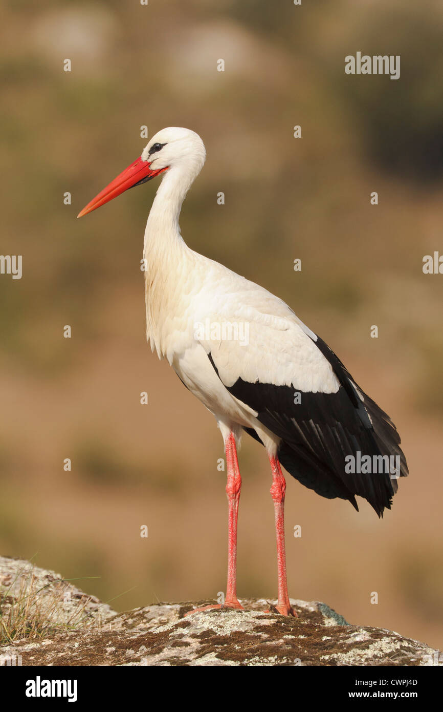 Iberian white storks hi-res stock photography and images - Alamy