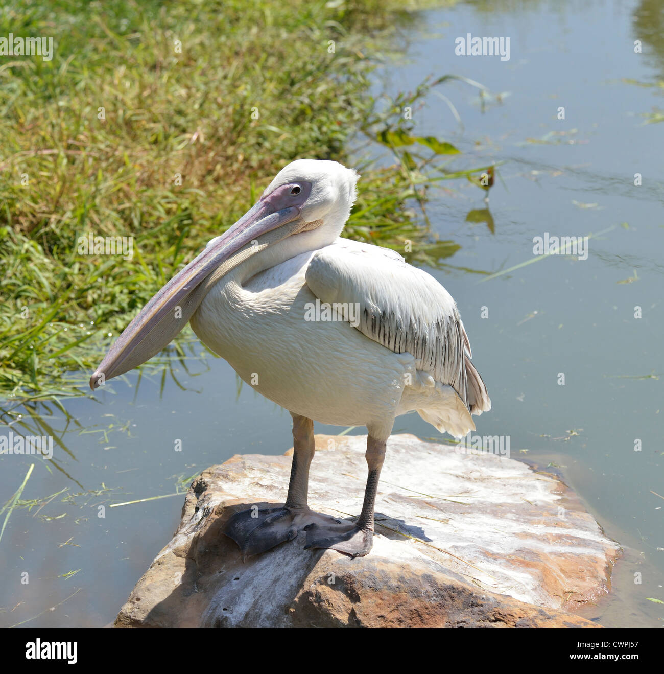 Pelican sitting hi-res stock photography and images - Alamy