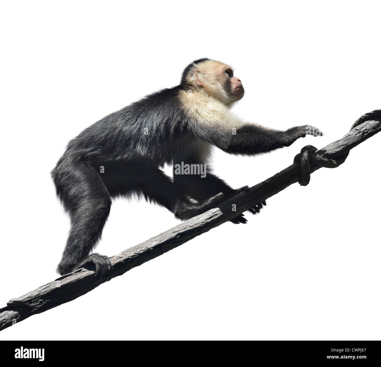 Capuchin monkey hi-res stock photography and images - Alamy