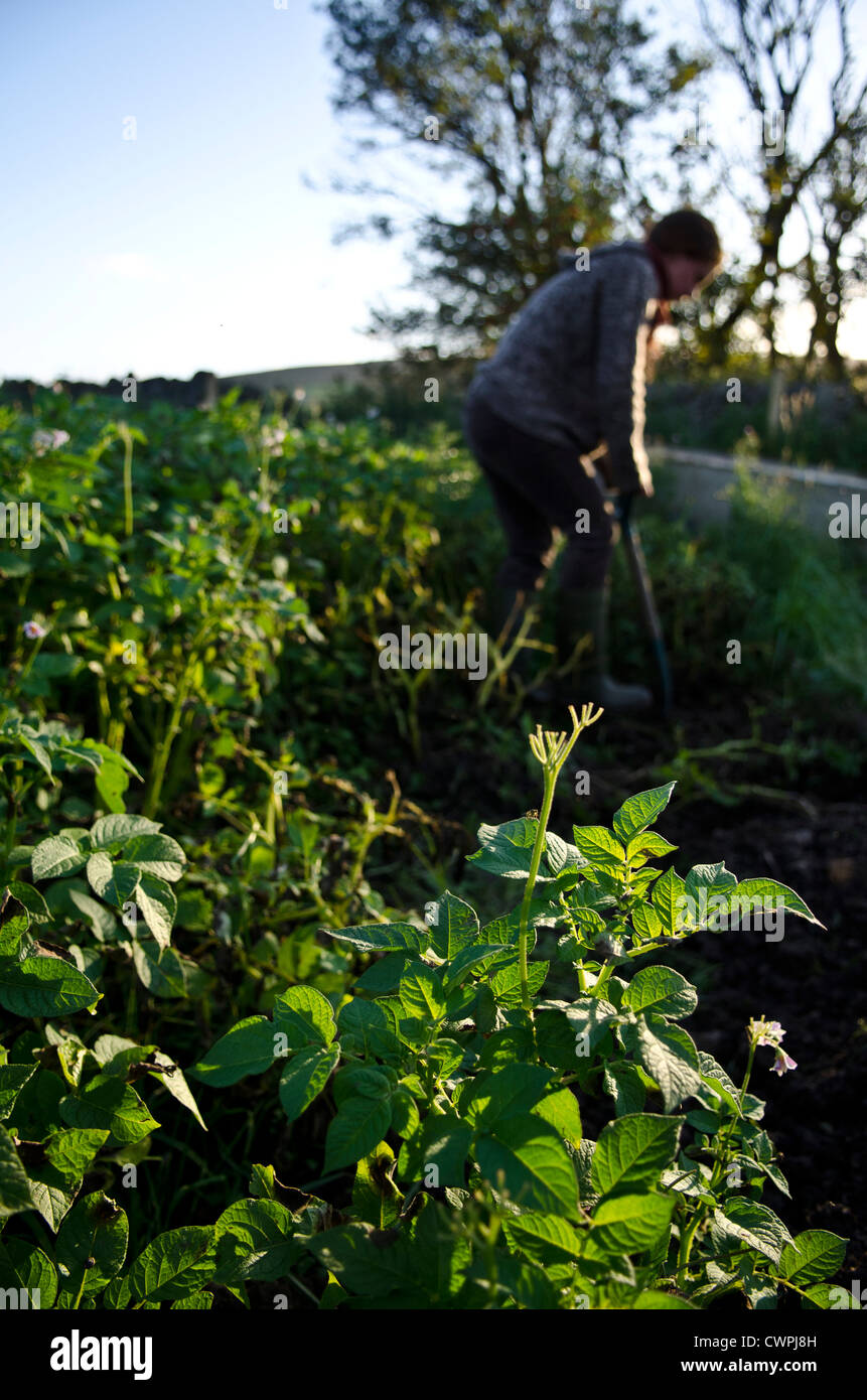 woman working on allotment digging potatoes Stock Photo - Alamy