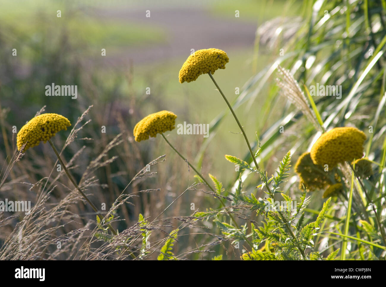 Achillea filipendulina 'Gold Plate', Yarrow Stock Photo - Alamy
