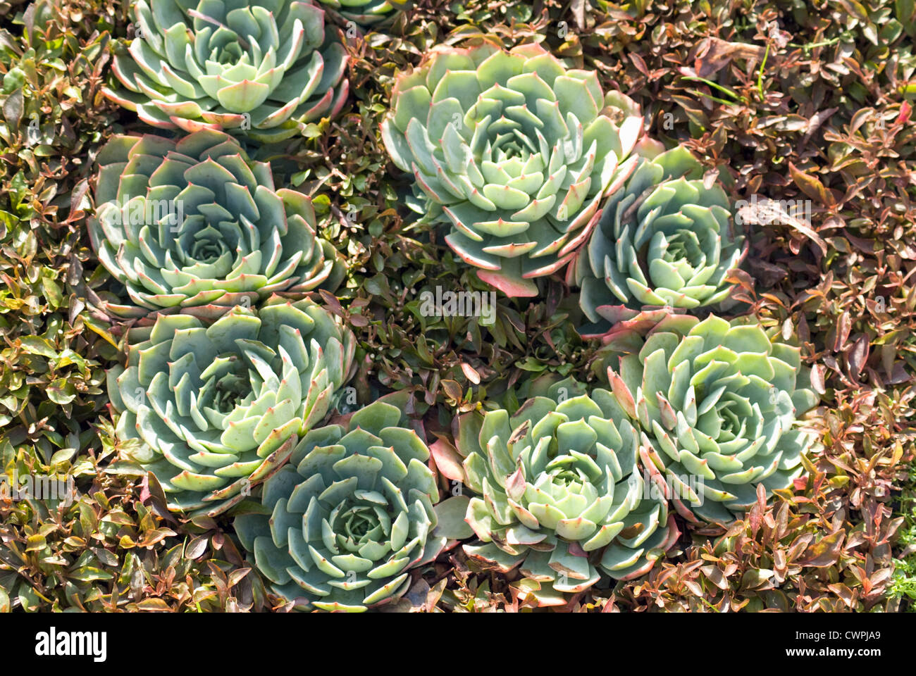 Magnified Cactus High Resolution Stock Photography and Images - Alamy