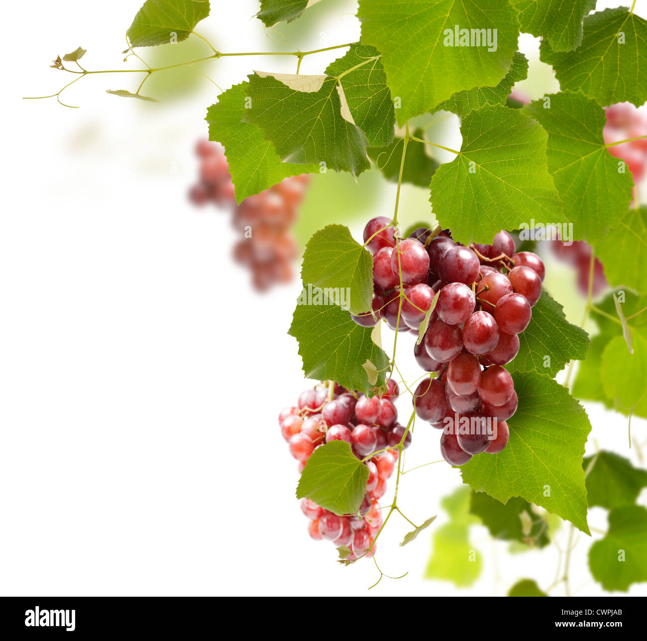 Red Grape On The Vines Stock Photo - Alamy