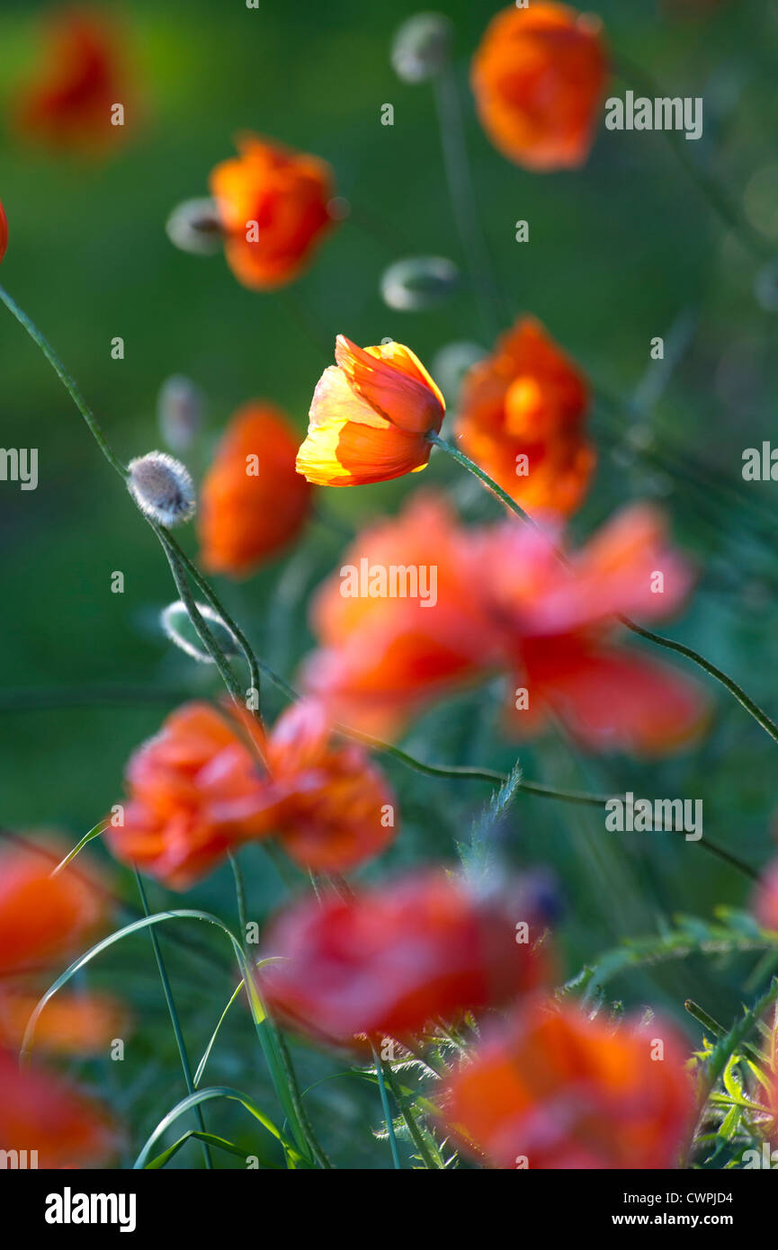 Red poppy flowers Stock Photo - Alamy