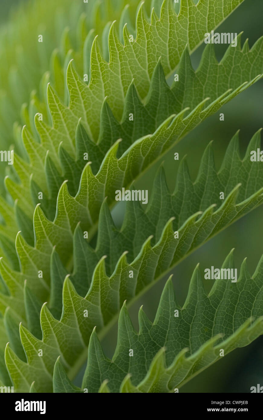 Melianthus major honey bush hi-res stock photography and images - Alamy