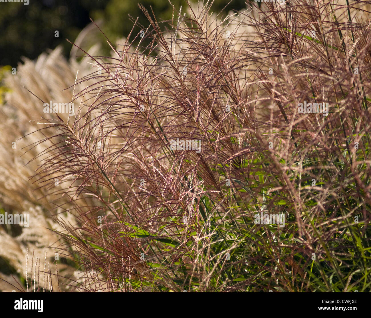 Miscanthus sinensis 'Sirene', Japanese silver grass Stock Photo - Alamy