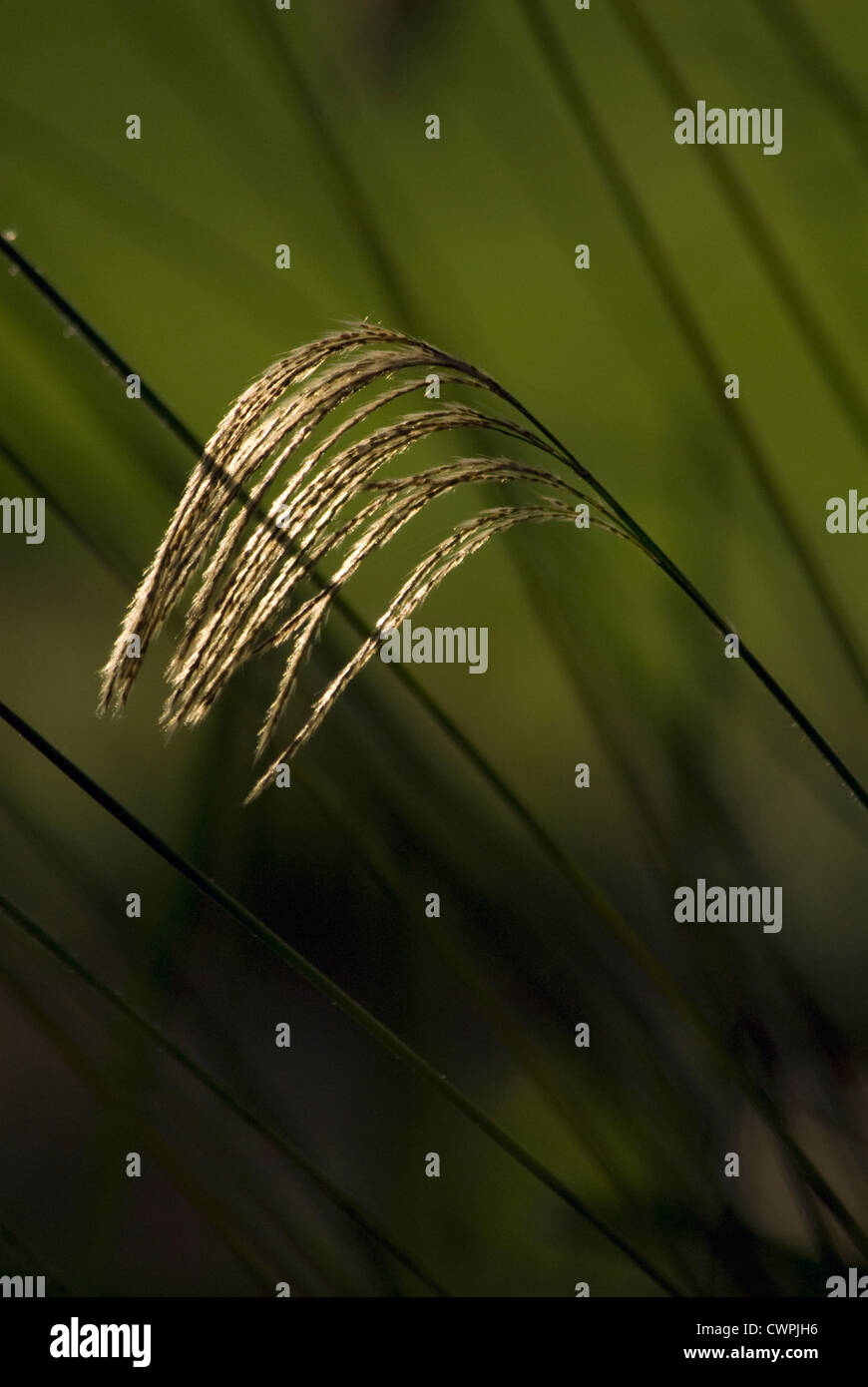 Miscanthus nepalensis, Himalayan fairy grass Stock Photo - Alamy