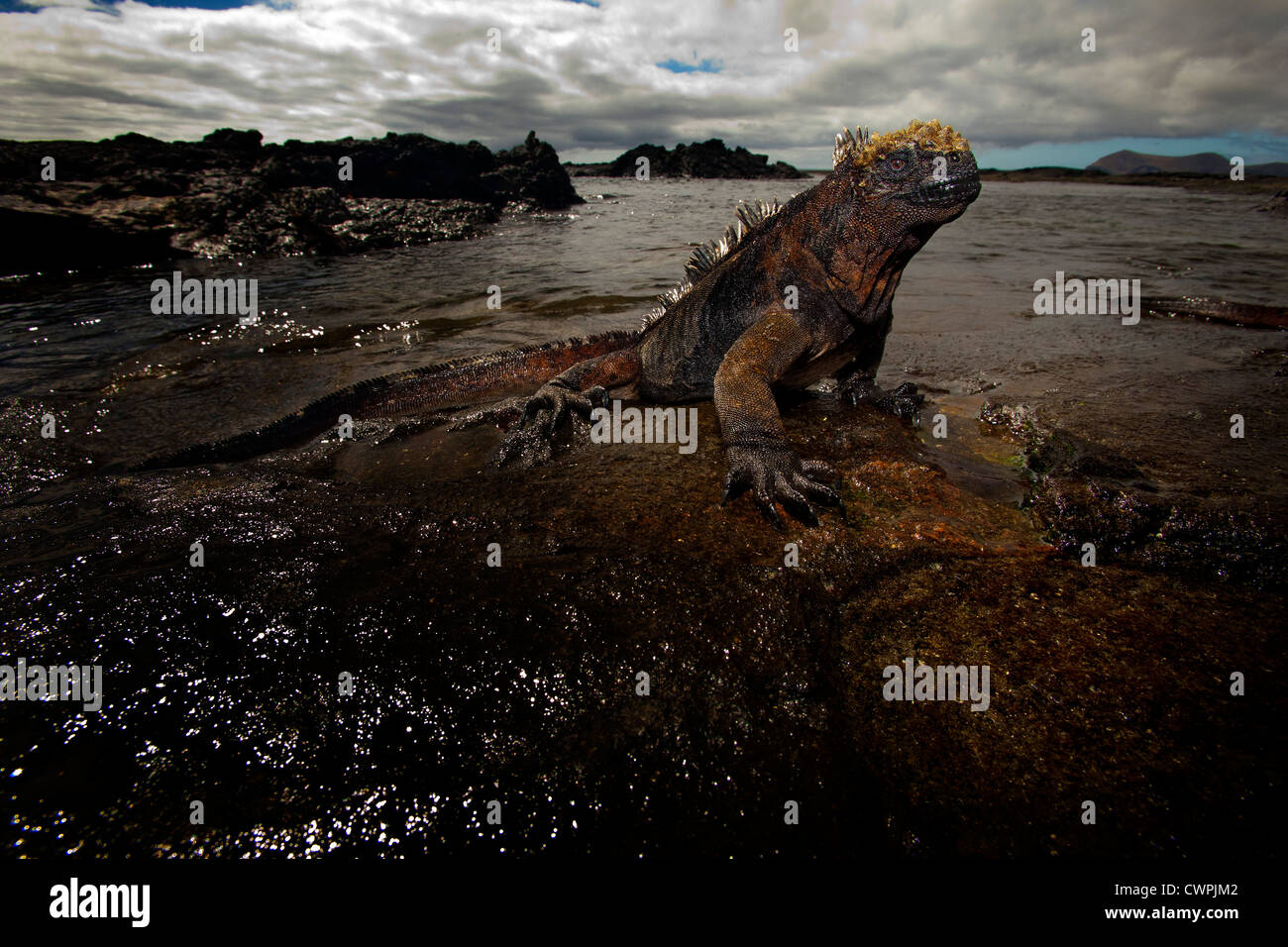 Marine Iguana, Galapagos Islands Stock Photo - Alamy