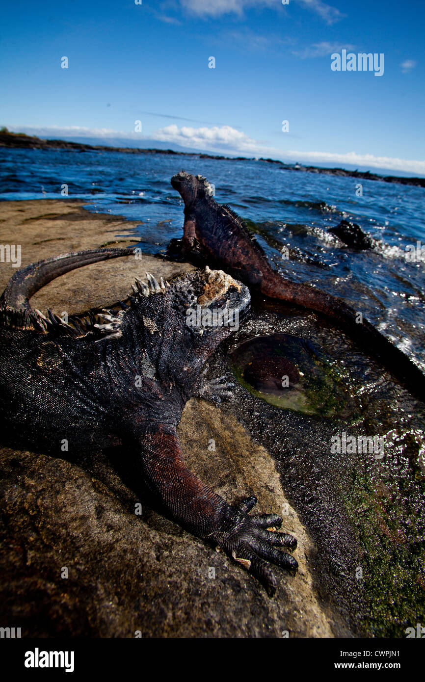 Marine Iguana,s Galapagos Islands Stock Photo - Alamy