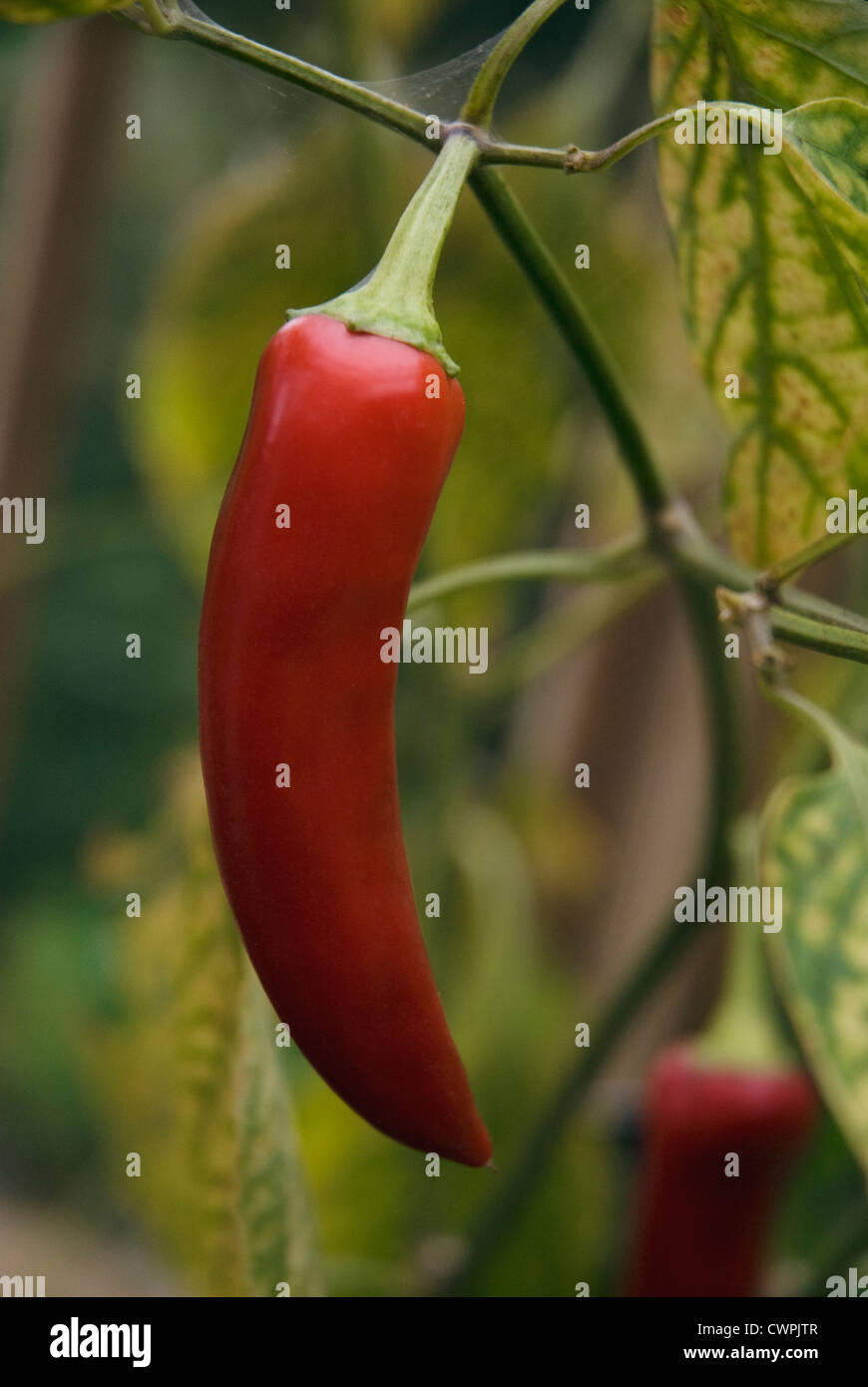 Capsicum annuum 'Hungarian hot wax', Chilli Stock Photo - Alamy