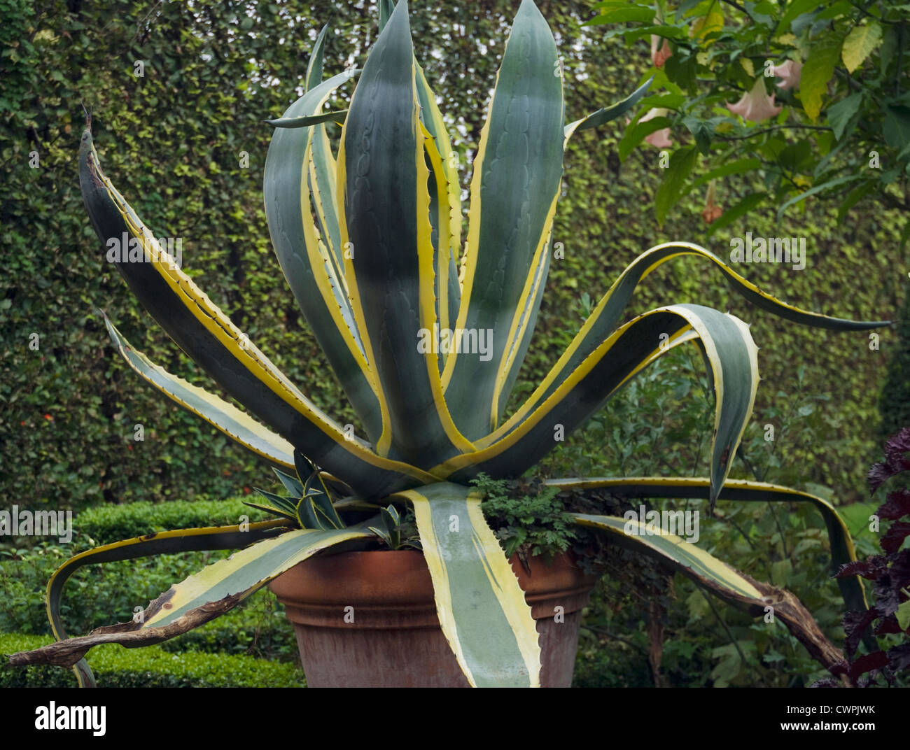 Agave americana marginata, Agave Stock Photo - Alamy