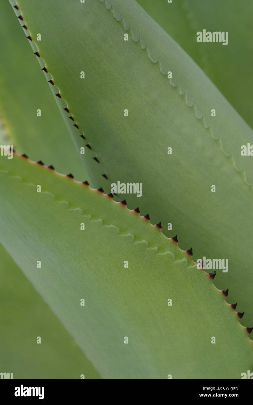 Smooth agave hi-res stock photography and images - Alamy