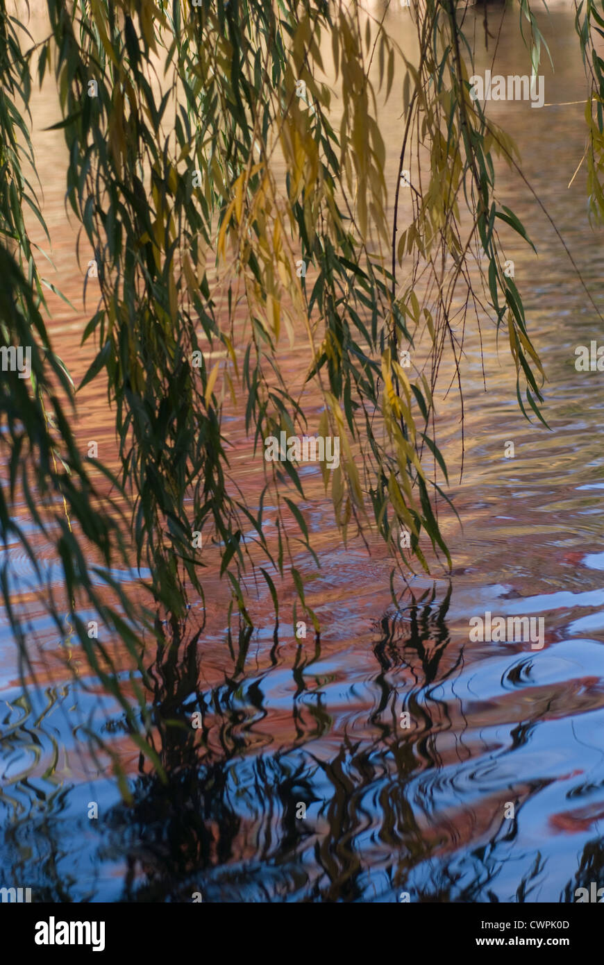 Salix babylonica, Willow, Weeping willow Stock Photo - Alamy