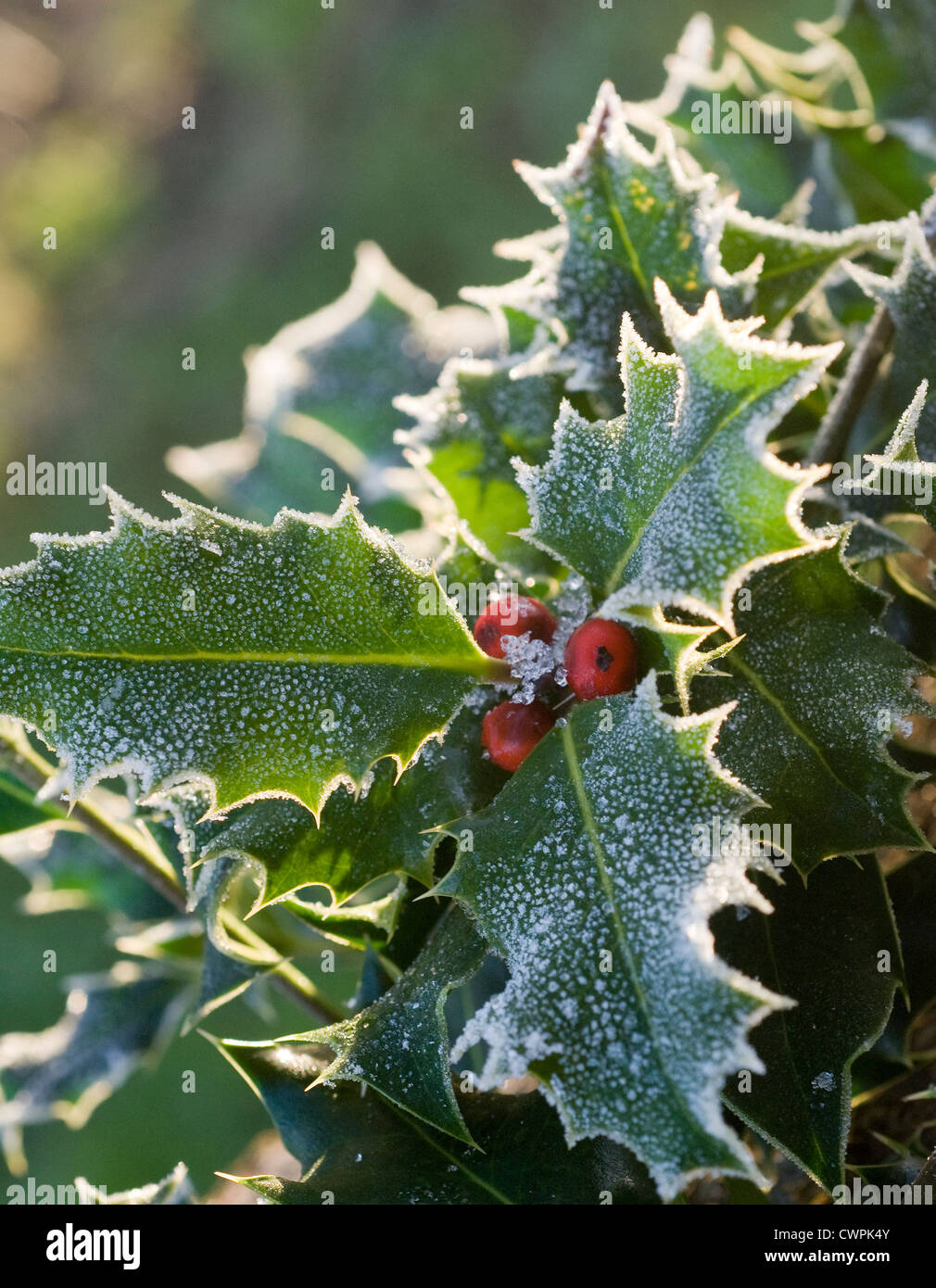 Holly leaves vertical hi-res stock photography and images - Alamy