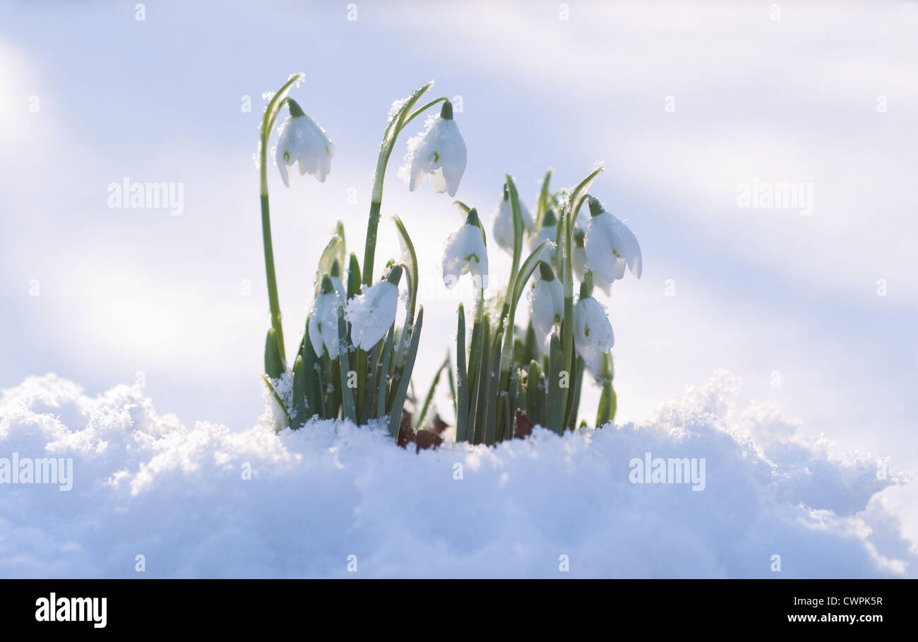 Bell shaped snowdrop hi-res stock photography and images - Alamy