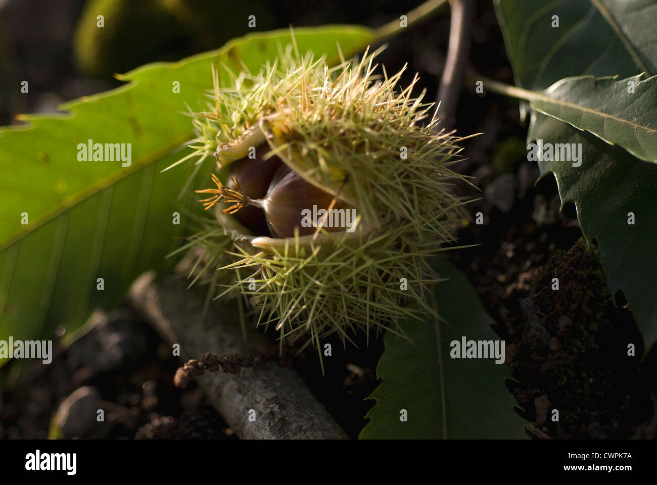 Rich chestnut color hi-res stock photography and images - Alamy