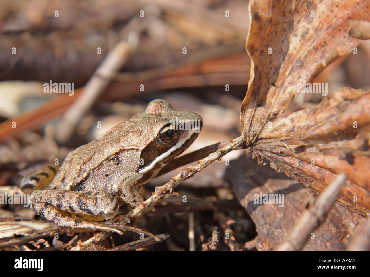 Sitting Wood Frog Stock Photo - Alamy
