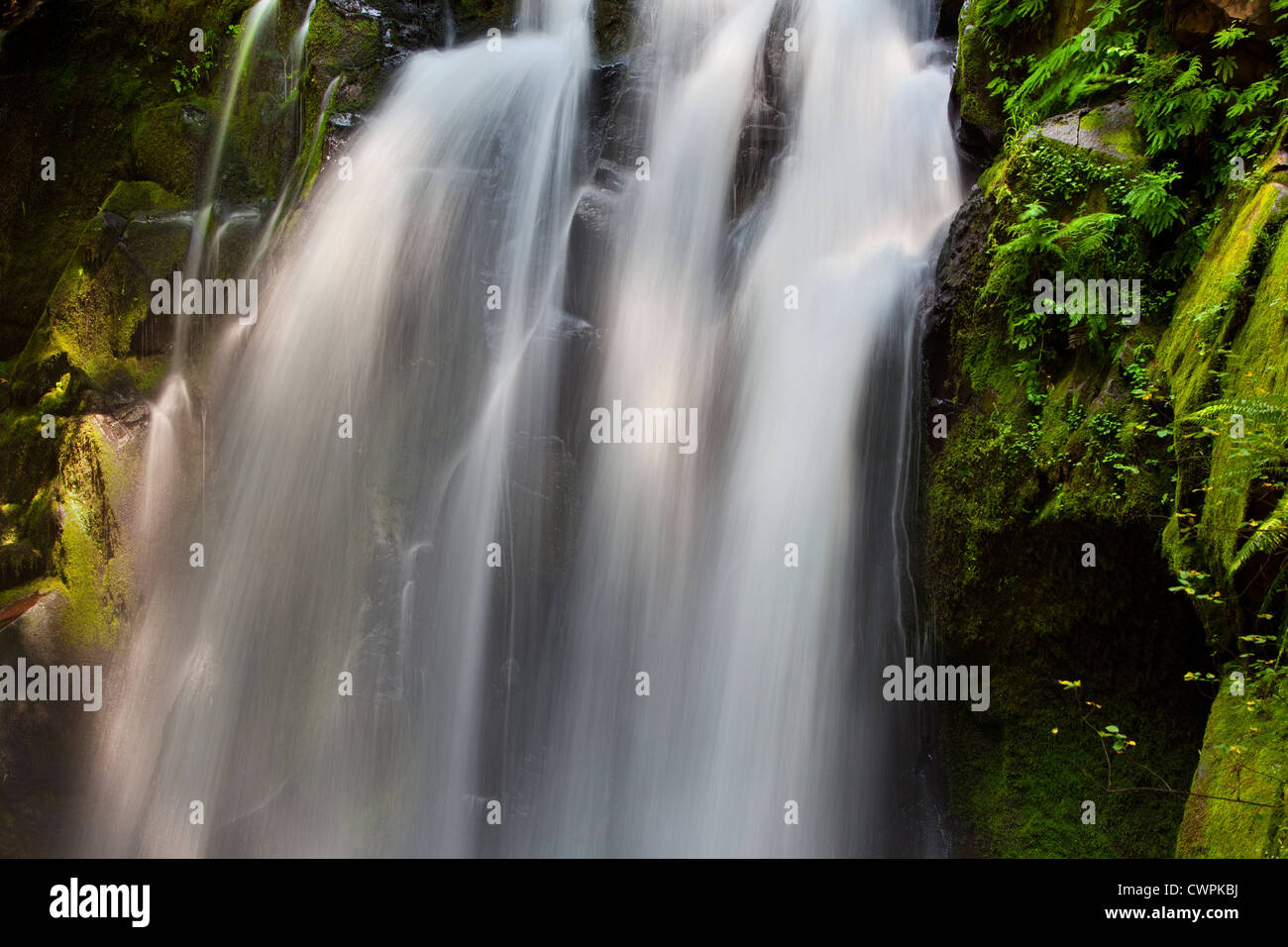 Lush oregon cascade hi-res stock photography and images - Alamy