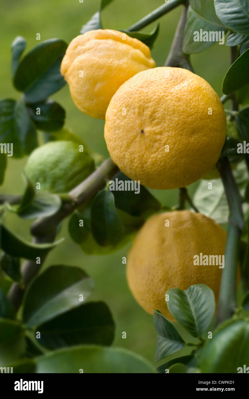 Citrus bergamia, Bergamot, Citrus Stock Photo - Alamy