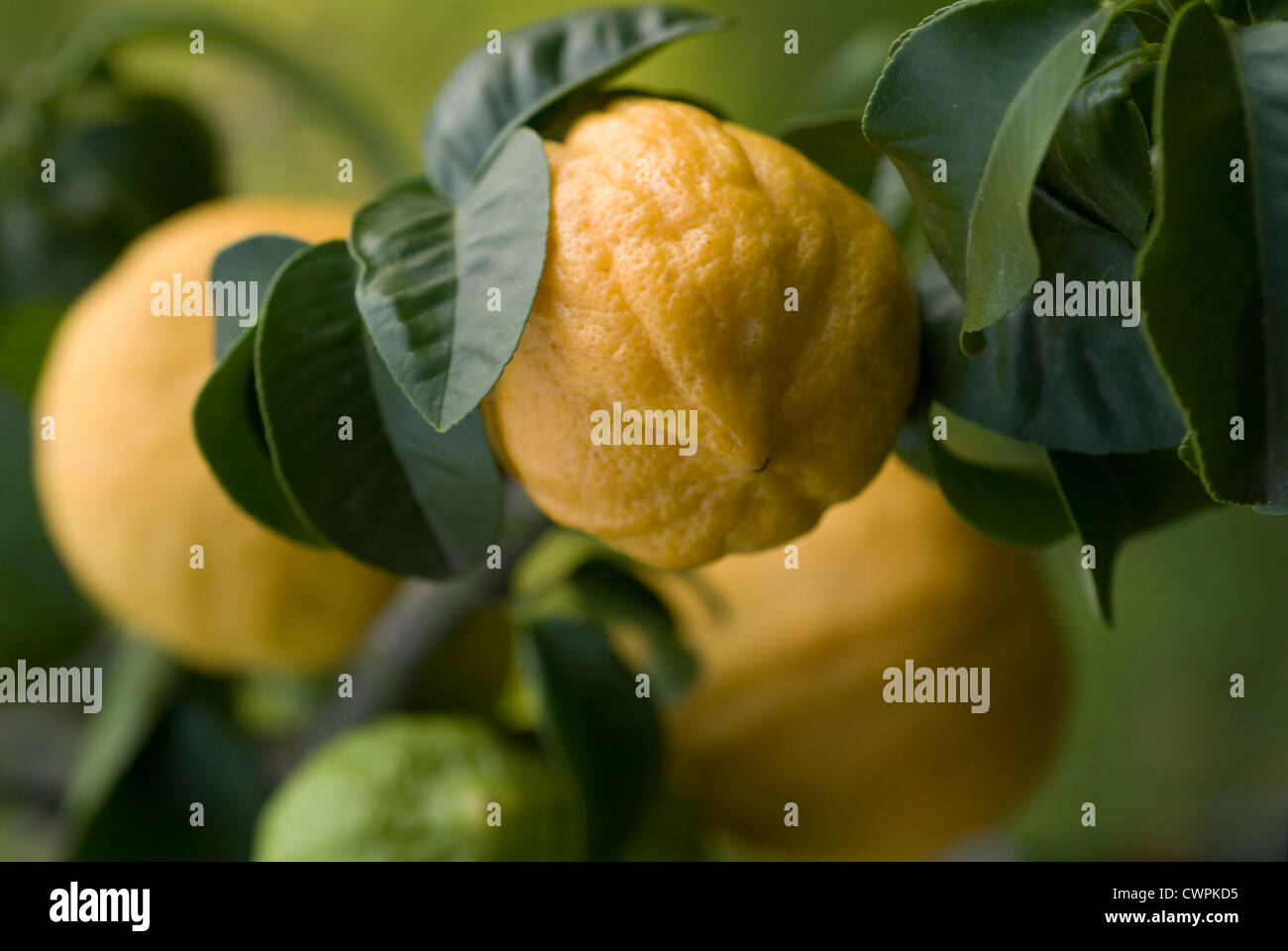 Citrus bergamia, Bergamot, Citrus Stock Photo - Alamy