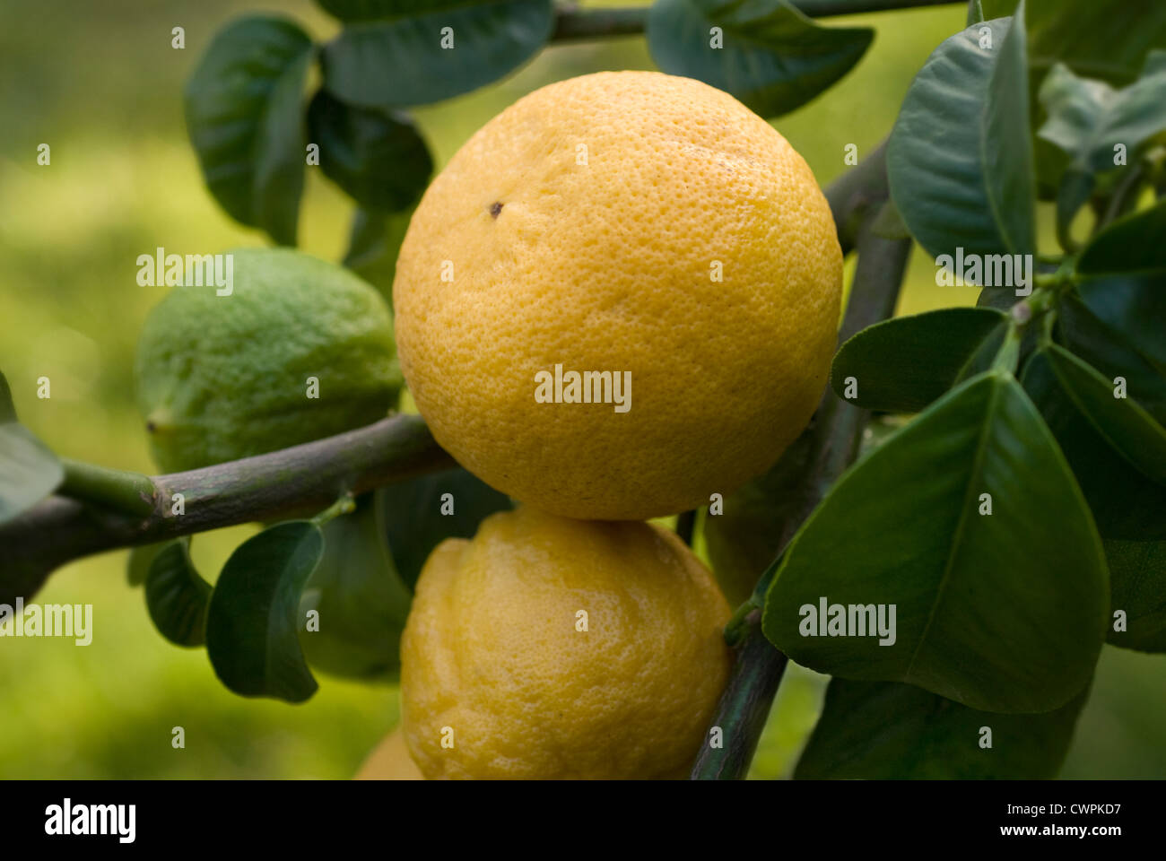 Citrus bergamia, Bergamot, Citrus Stock Photo - Alamy