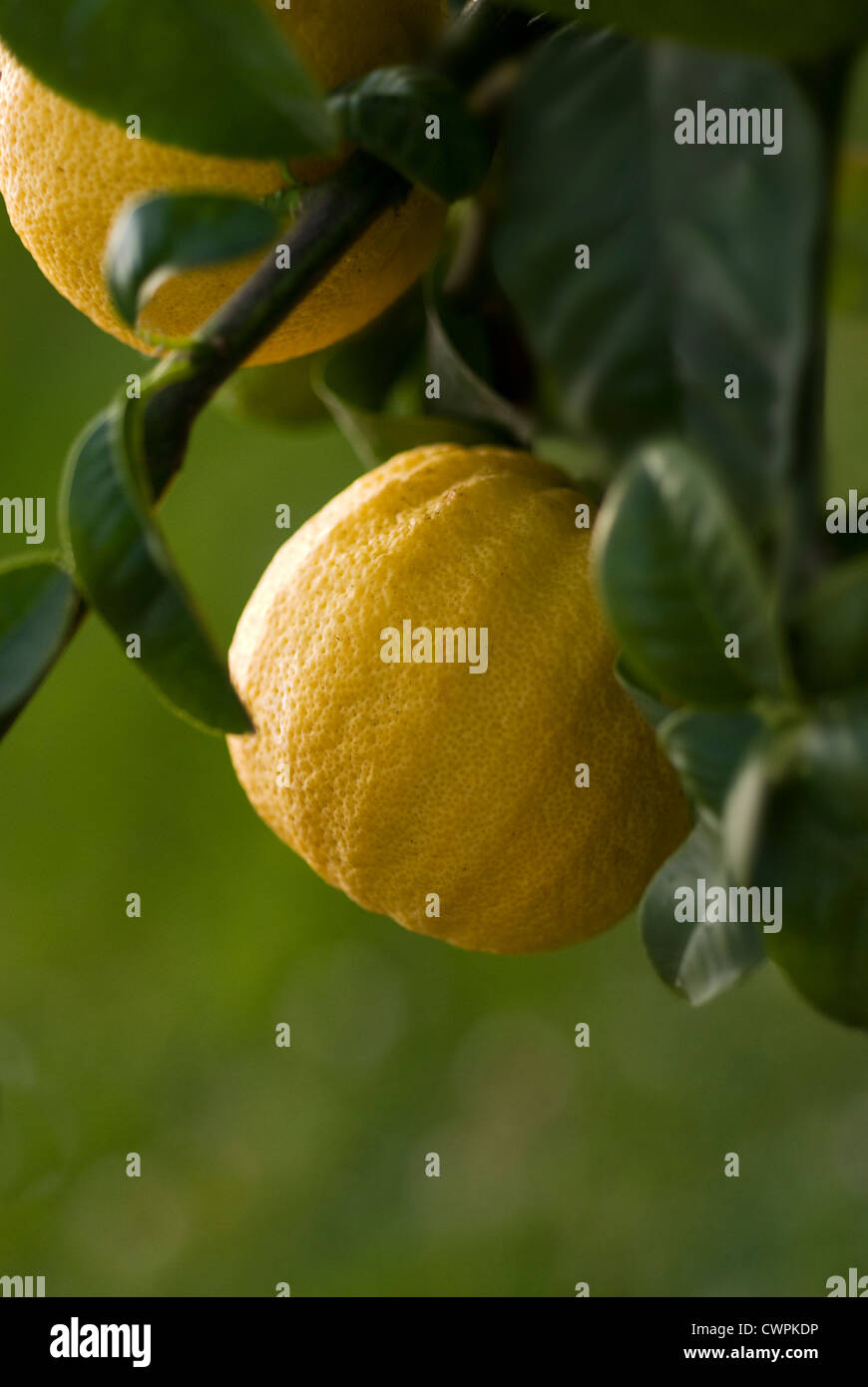 Citrus bergamia, Bergamot, Citrus Stock Photo - Alamy