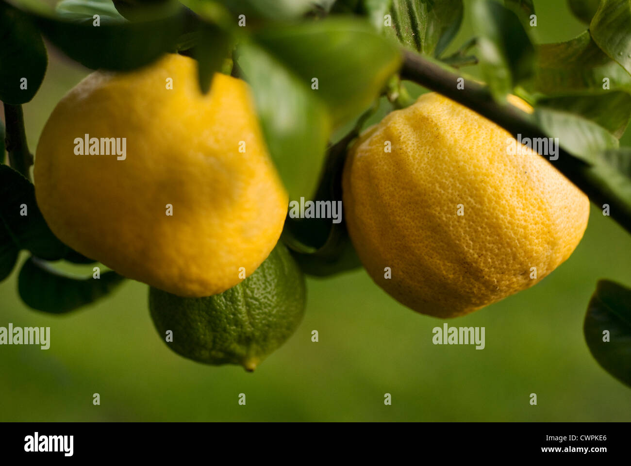Citrus bergamia, Bergamot, Citrus Stock Photo - Alamy