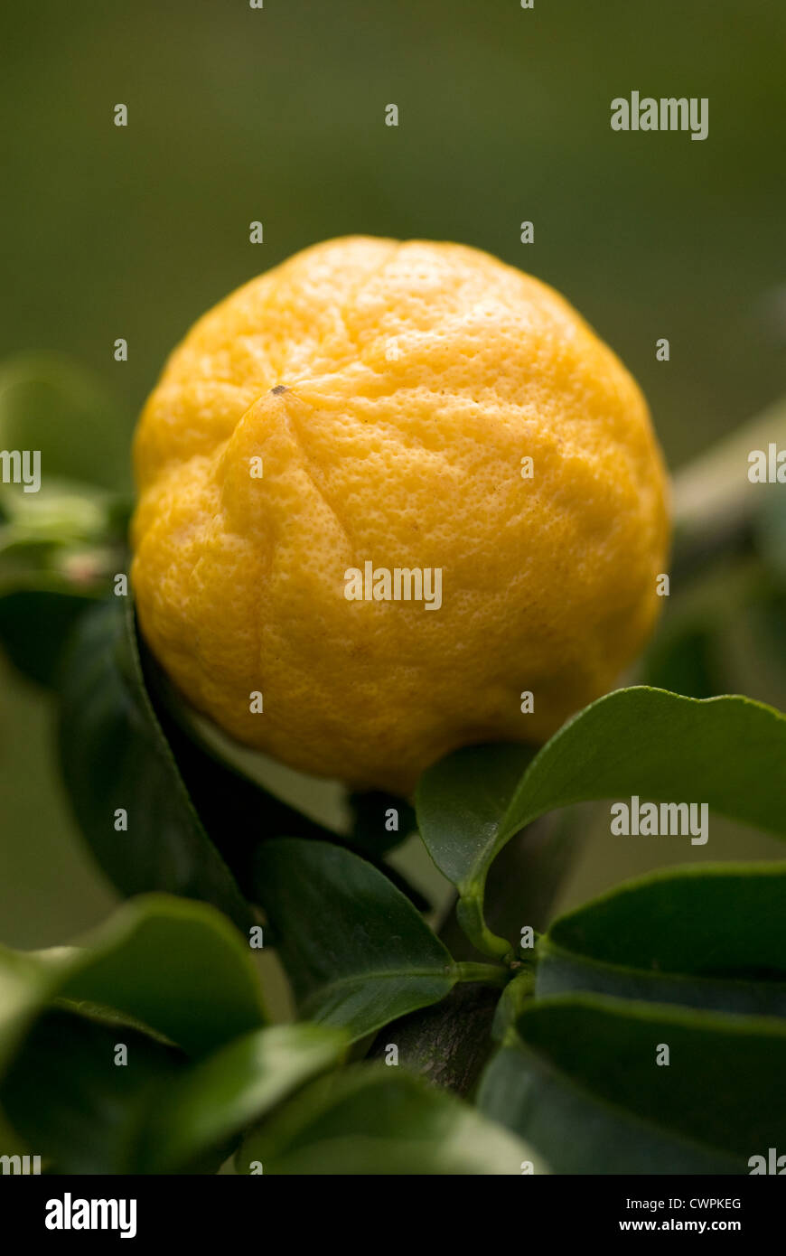 Citrus bergamia, Bergamot, Citrus Stock Photo - Alamy