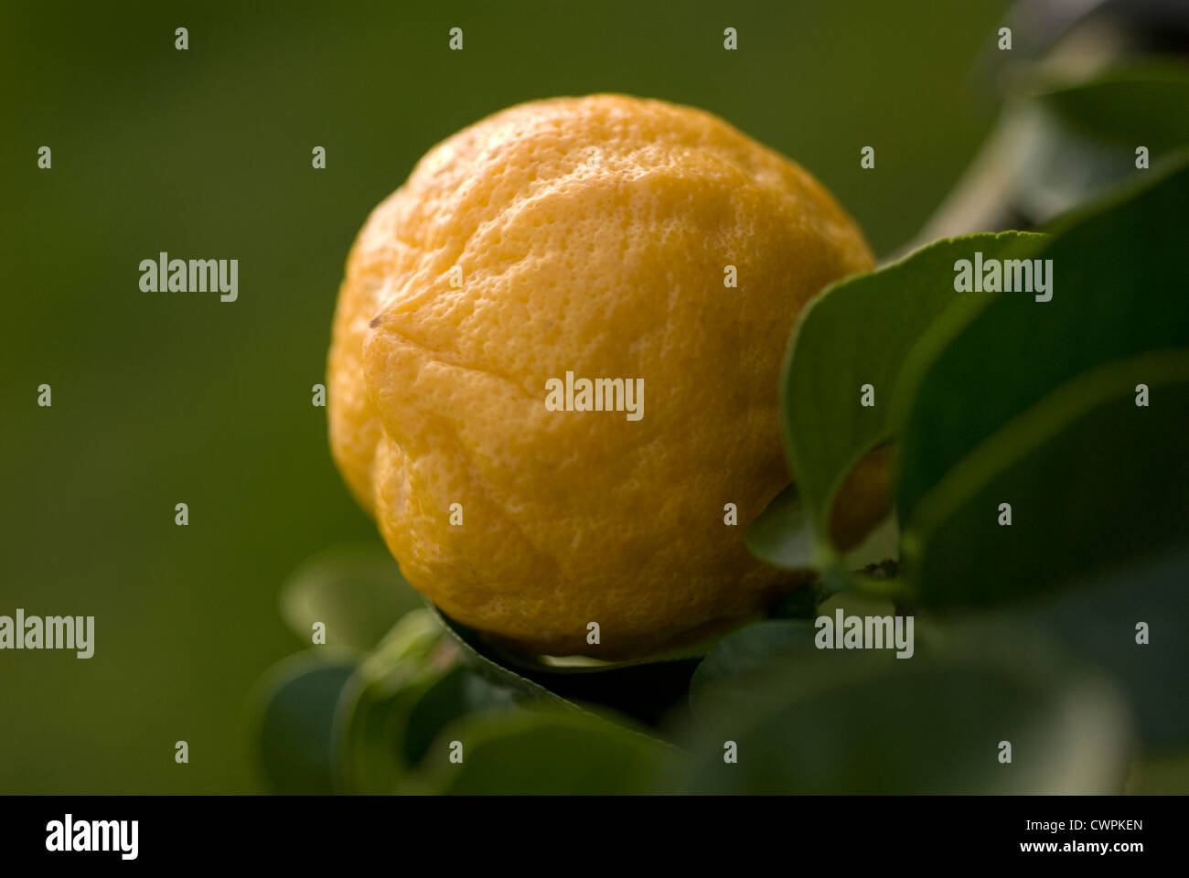 Citrus bergamia, Bergamot, Citrus Stock Photo - Alamy