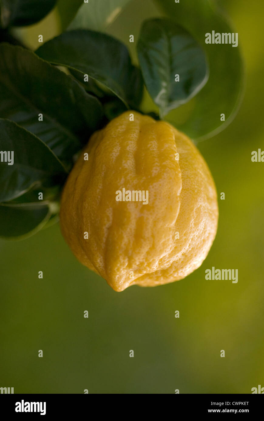 Citrus bergamia, Bergamot, Citrus Stock Photo - Alamy