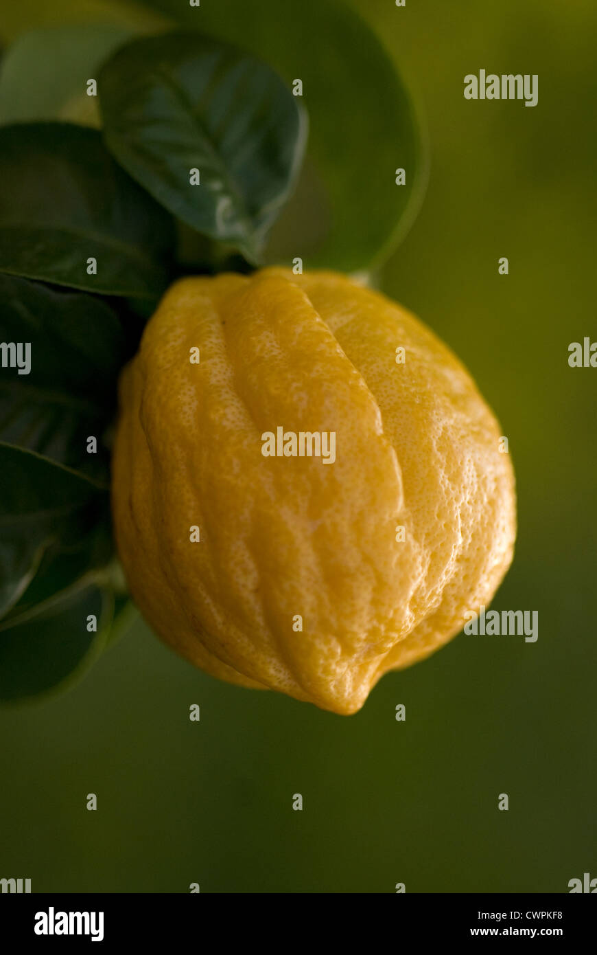 Citrus bergamia bergamot yellow green hi-res stock photography and ...
