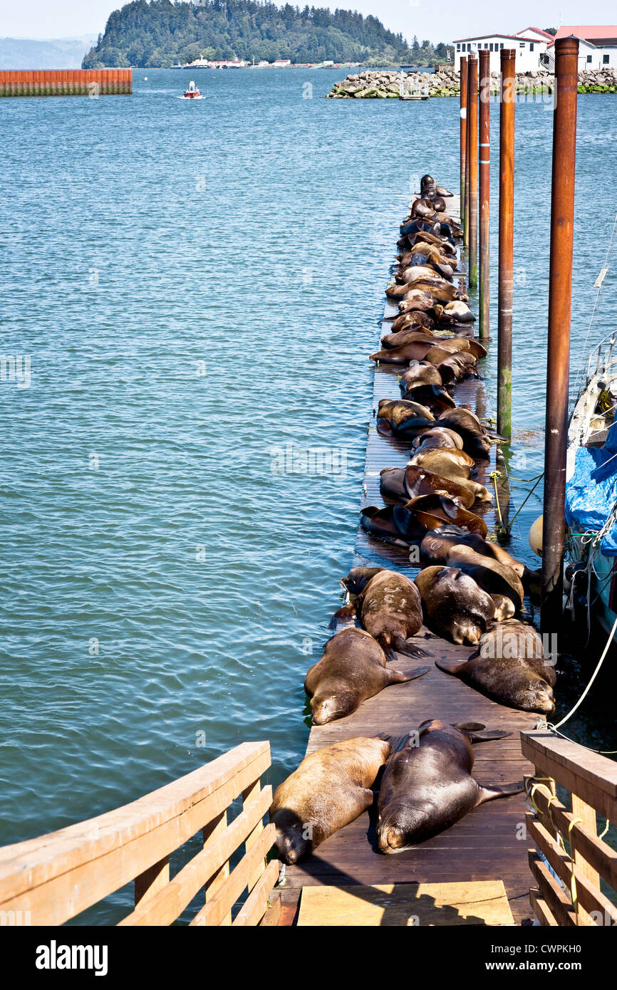 crowd lazy sea lions sunning on floating pier dock in east mooring ...