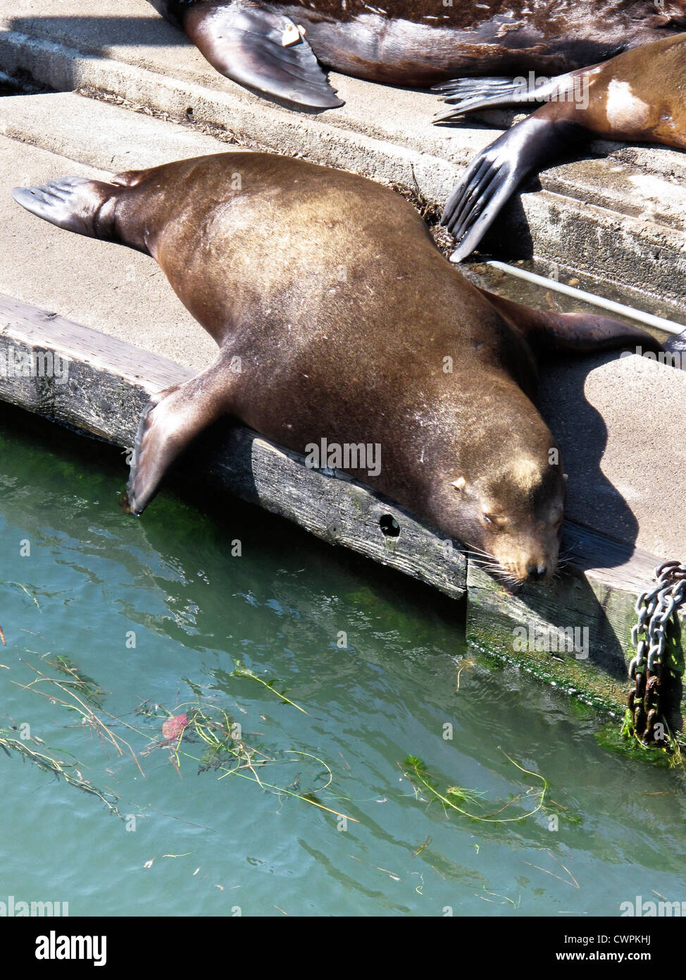 plump contented sea lion snoozing in sun on floating pier at south ...