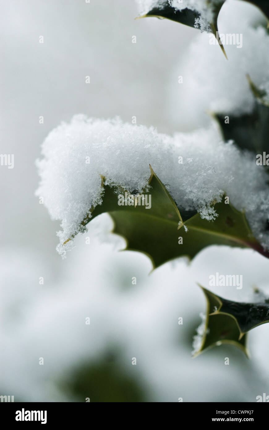 Holly leaves vertical hi-res stock photography and images - Alamy