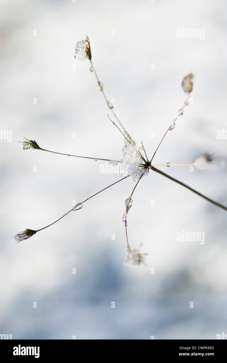 Singular plant hi-res stock photography and images - Alamy