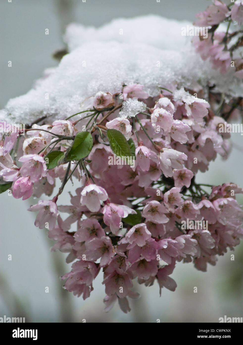 Kolkwitzia amabilis, Beauty bush Stock Photo - Alamy