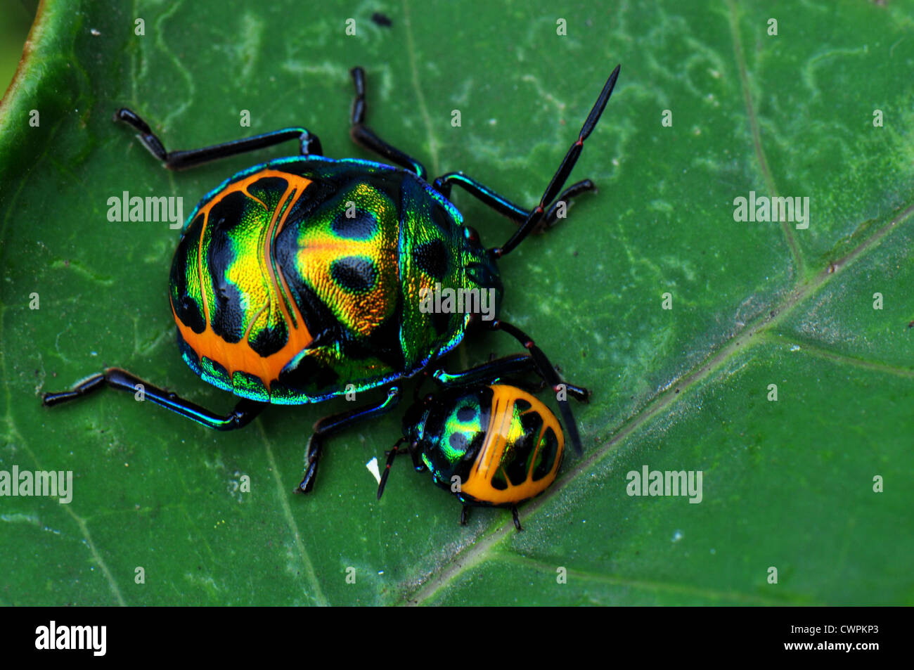 Jewel colors hi-res stock photography and images - Alamy