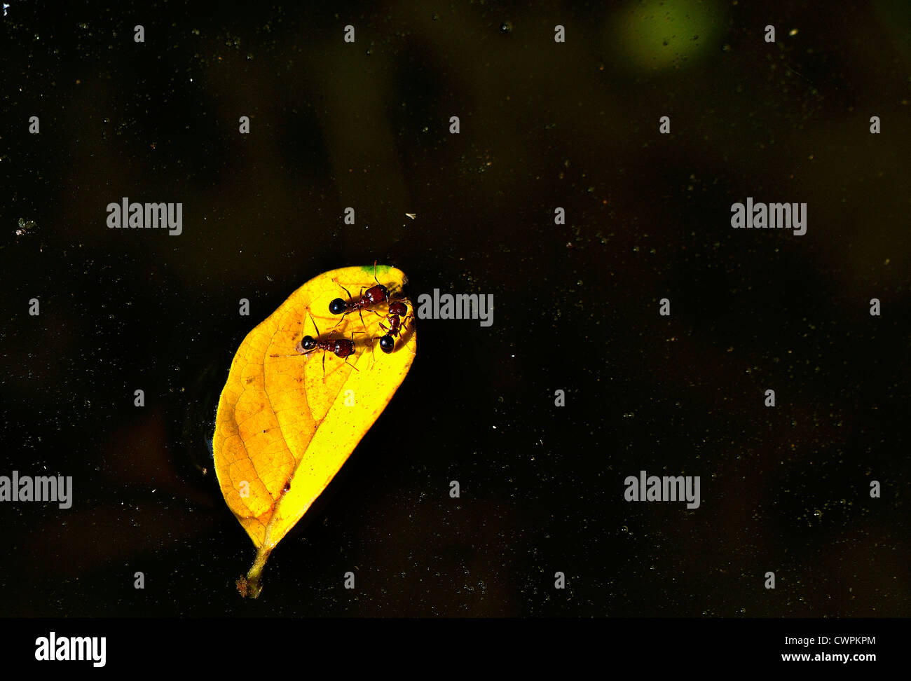 Lifeline hi-res stock photography and images - Alamy