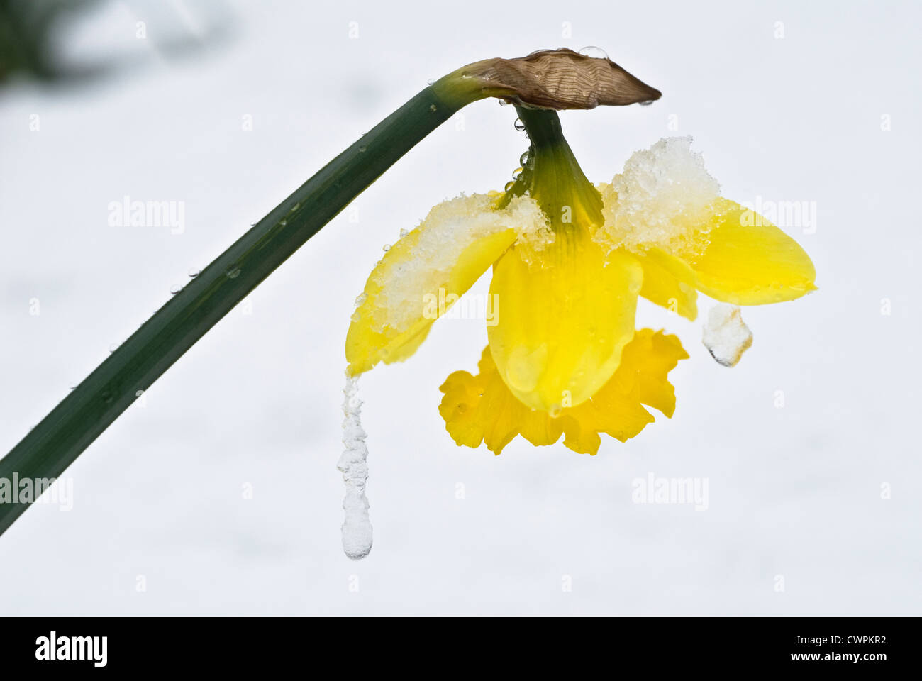 Side view daffodil flower narcissus hi-res stock photography and images ...