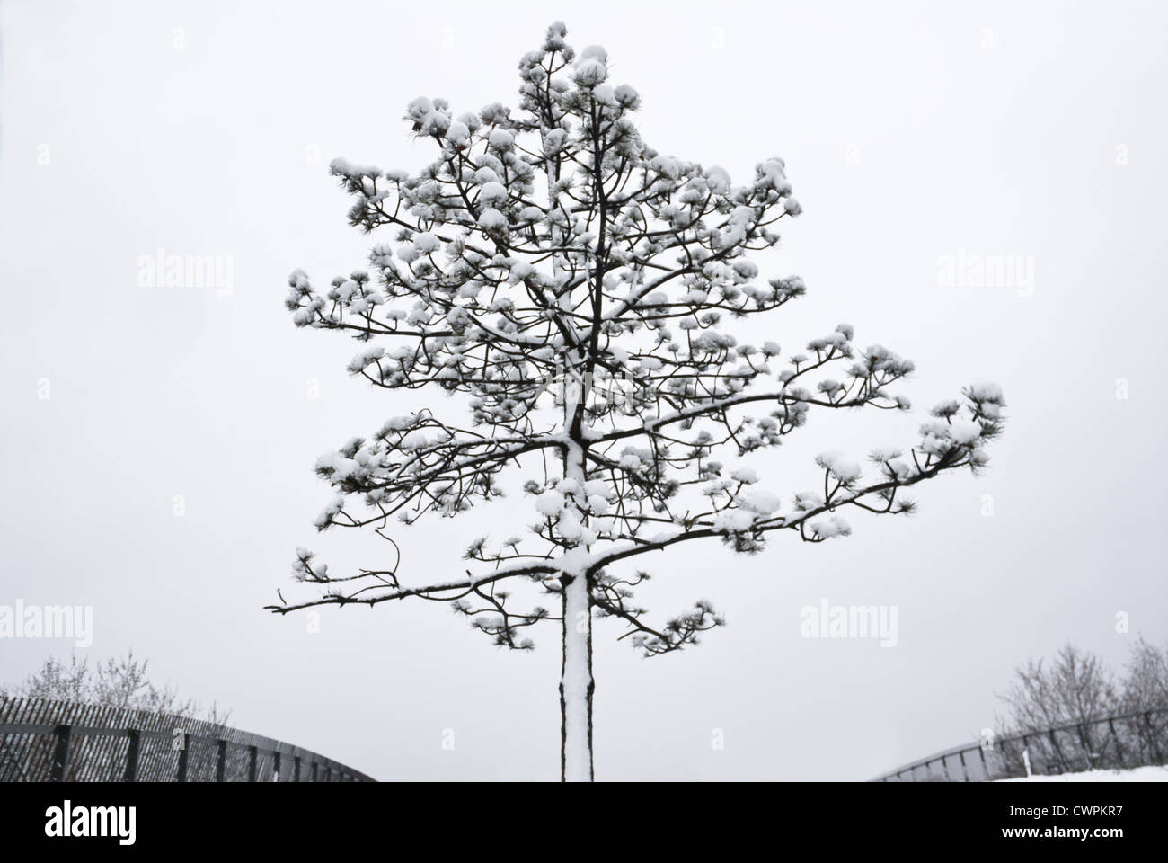 Pinus, Abies, Picea, Pine, Fir, Spruce Stock Photo - Alamy