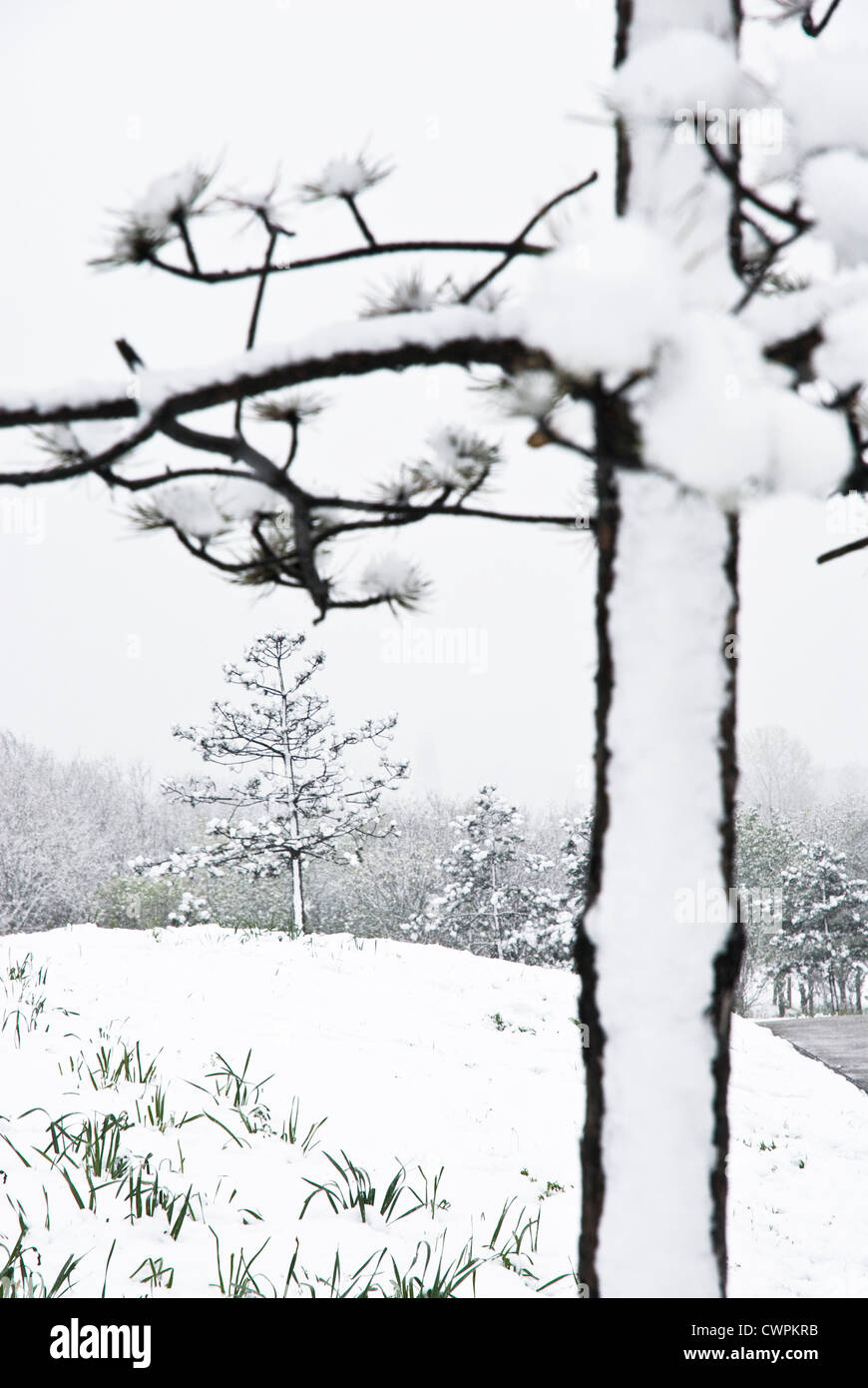 Pinus picea hi-res stock photography and images - Alamy