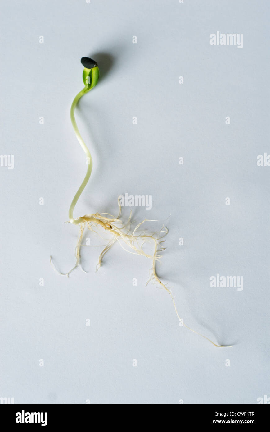Sunflower plant with roots hi-res stock photography and images - Alamy