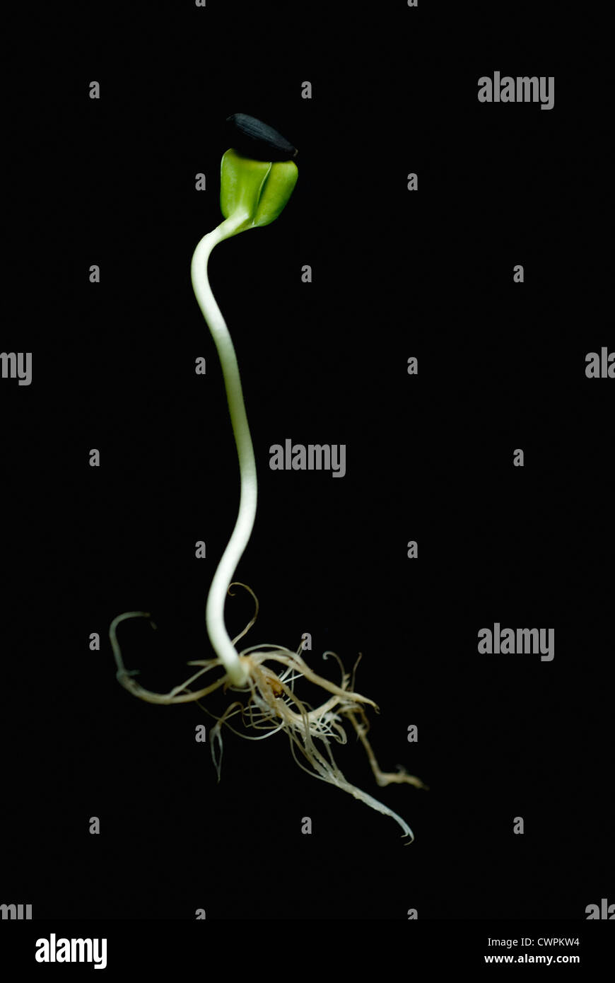 Sunflower plant with roots hi-res stock photography and images - Alamy