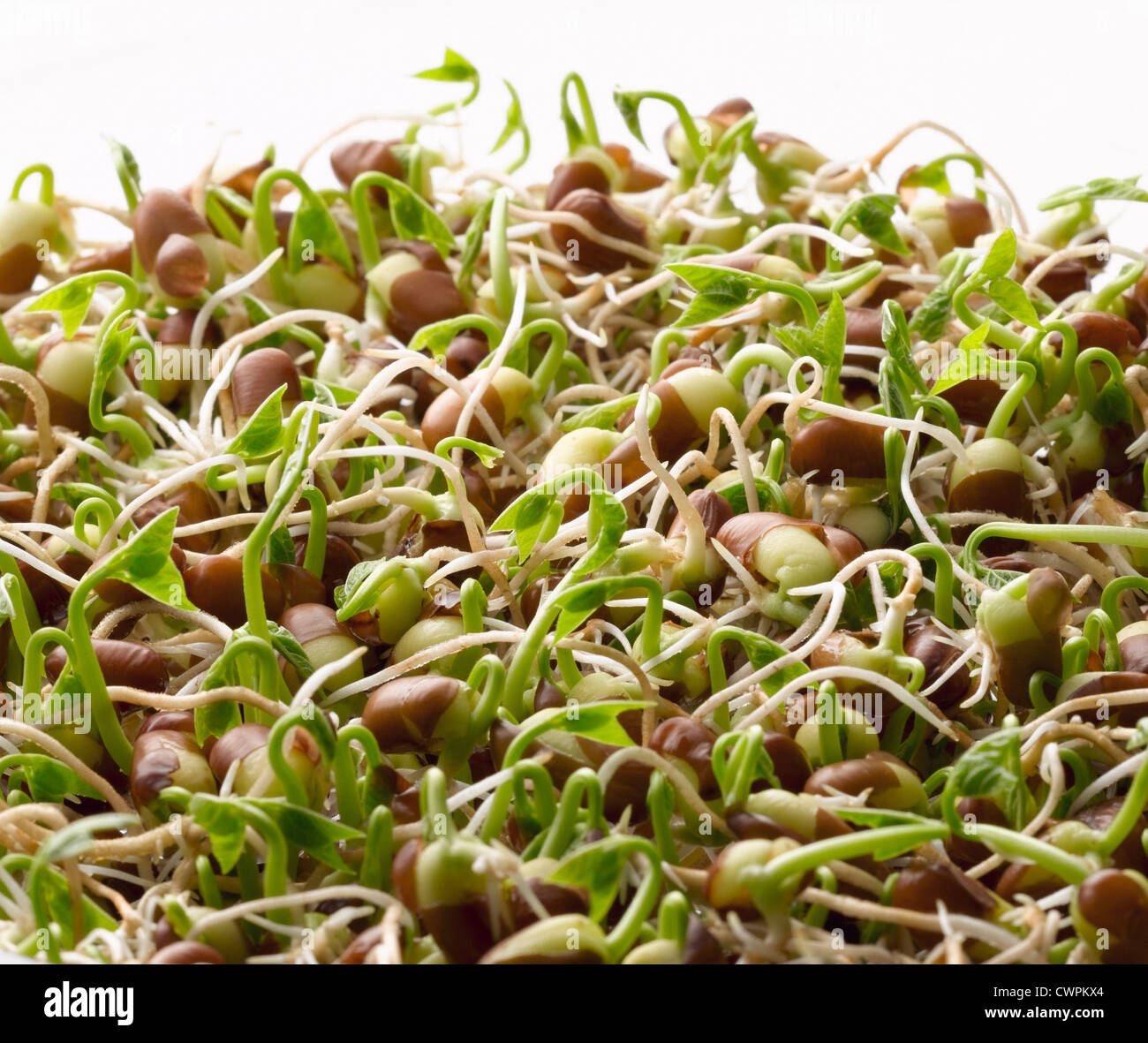 Vigna angularis hi-res stock photography and images - Alamy