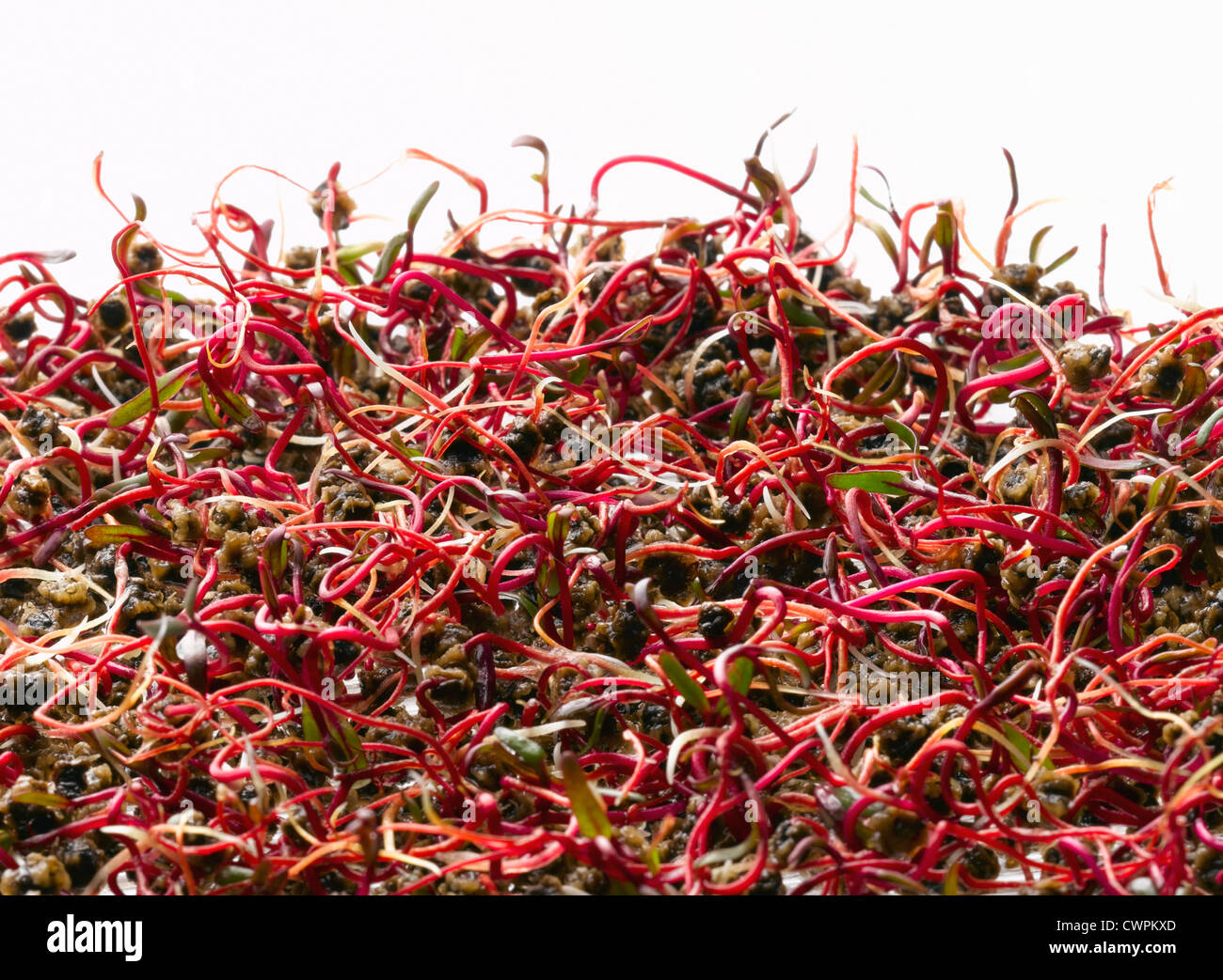 Beta vulgaris seed hi-res stock photography and images - Alamy