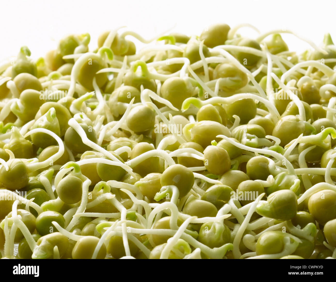 Pisum sativum, Pea Stock Photo - Alamy