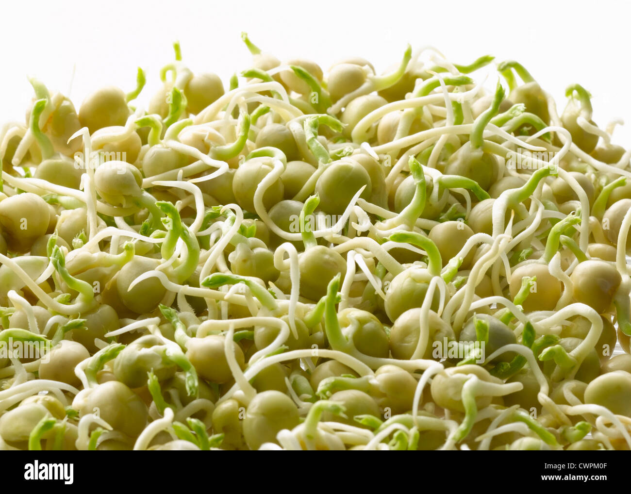 Pisum sativum, Pea Stock Photo - Alamy