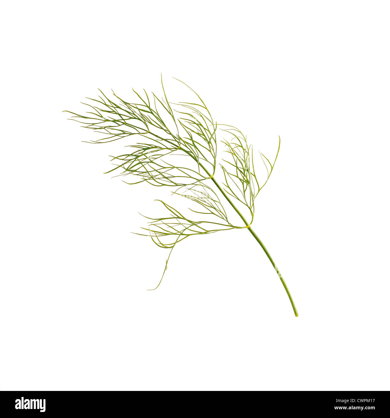 Anethum graveolens, Dill Stock Photo - Alamy